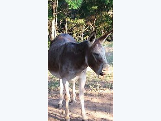 Kid Friendly Red Roan Donkey