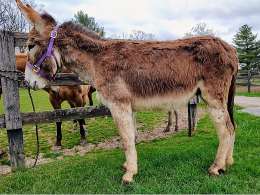 13 Hand Donkey Gelding