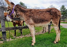 13 Hand Donkey Gelding