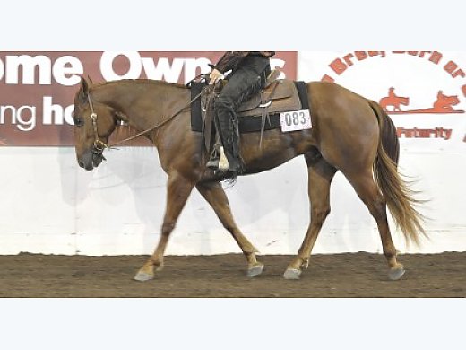 3 Year Old Reining Prospect
