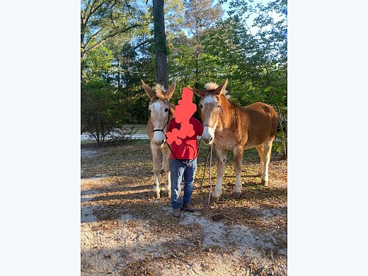 Belgium Draft Mule Team