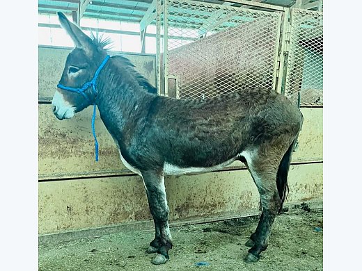 Jack Donkey Proven Breeder