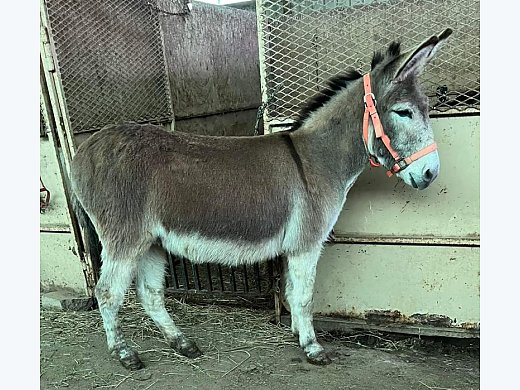 Miniature Donkey Gelding