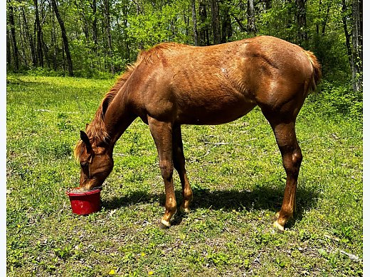 AQHA Yearling Filly