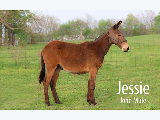 ♦️11 Month Old Mule♦️