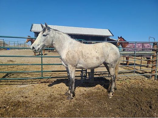 Beautiful Spanish Mare