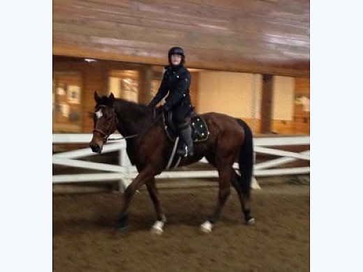 Thoroughbred Gelding Hunter Jumper Prospect