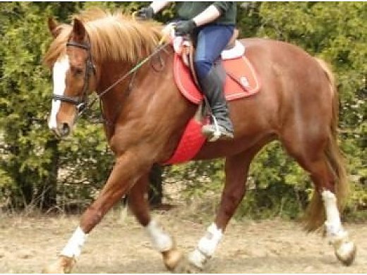 Warmblood Chestnut Gelding