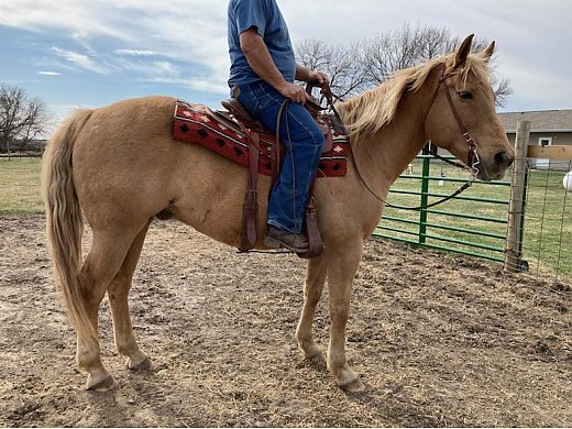 Palomino Gelding
