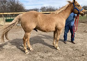 Palomino Gelding