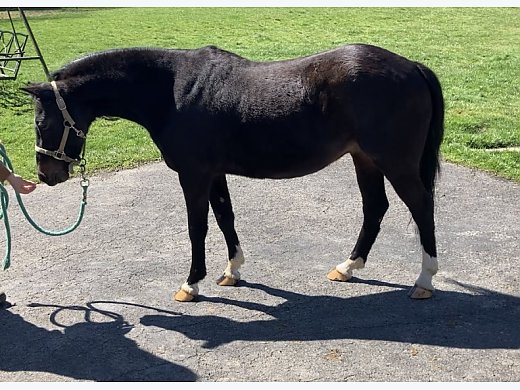 5 Year old Hackney Pony