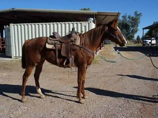 Double Bred First Down Dash