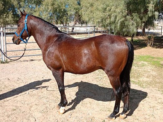 2011 Bay Stallion
