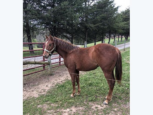 Yearling AQHA Filly