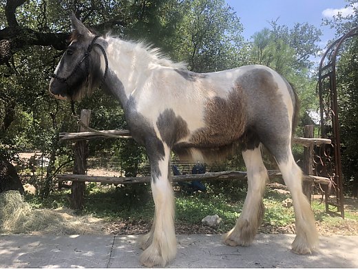 Gypsy Vanner Colt for Sale