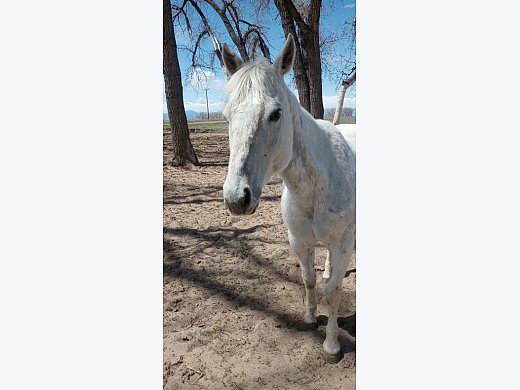 Sweet, Kid-Safe Mare For Sale