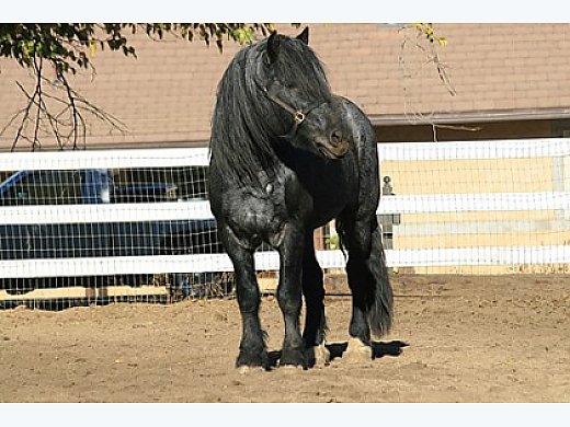Rare Reg Blue Roan Belgian Stallion