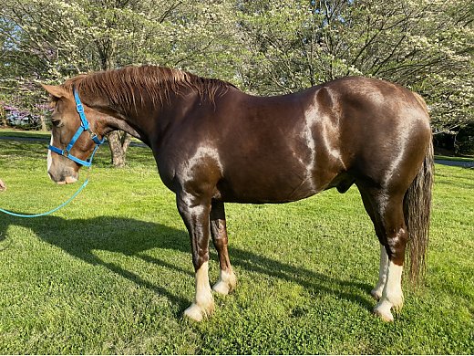 Draft Cross Rides and Drives