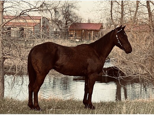 Quarter Horse Trail Ranch