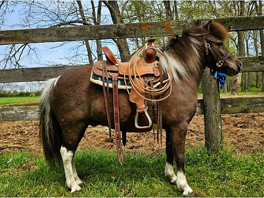 10 Hand Pony Gelding