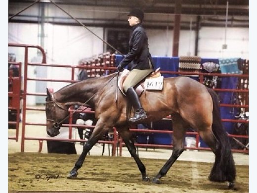 AQHA Appendix Gelding