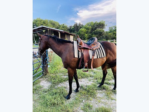 Registered American Appendix