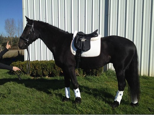 Black Friesian Cross Gelding