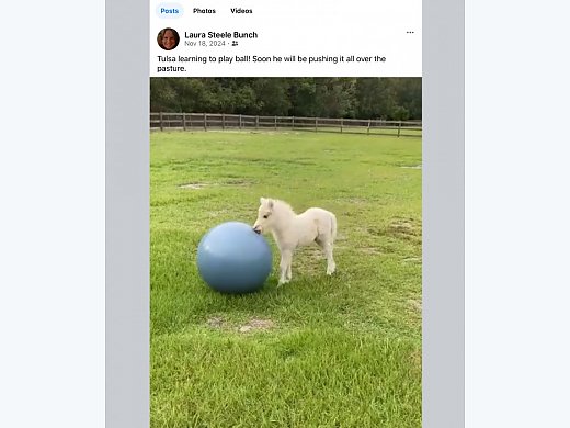 Tulsa Beautiful Colt