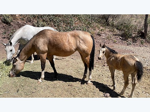 Buckskin Stud Colt for Sale