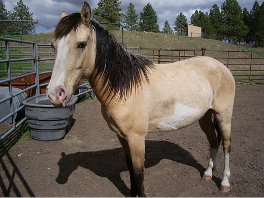 Dun Paint Gelding