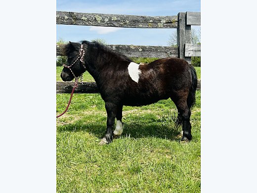 34" Miniature Gelding