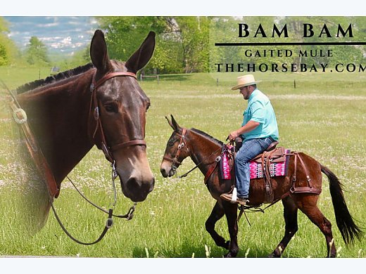 Bay Dun Gaited Mule