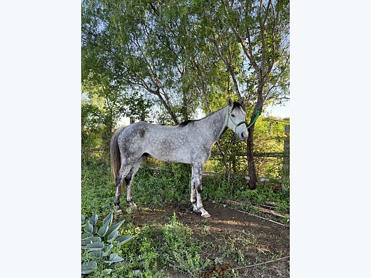 Dapple Grey Trail Ride Gelding