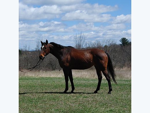 Dreamy Am Hunter Hack