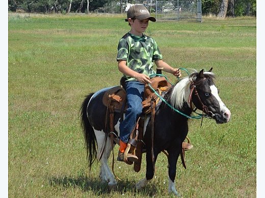 Filly Pony Horse for Sale