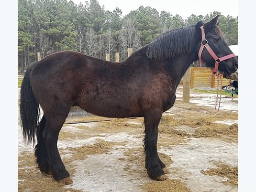 Percheron for Sale