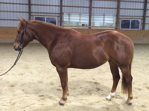 QH Chestnut Gelding for Sale