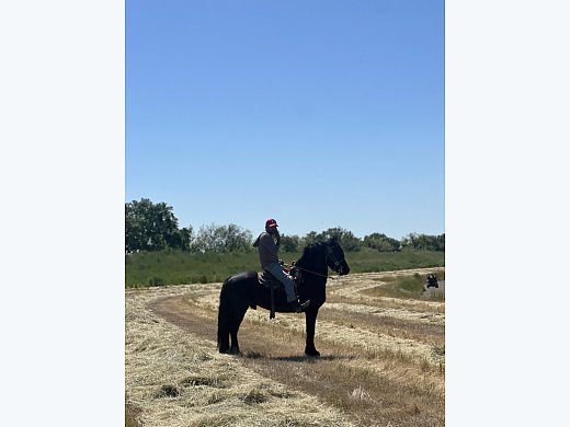 Stallion
