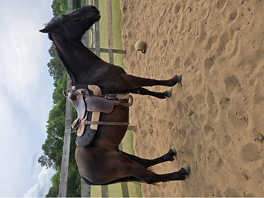 12yr Mare Tennessee Walker