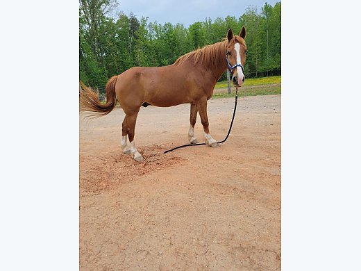 Quarter Horse Draft Cross