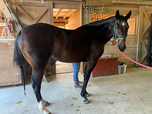 Standardbred Mare