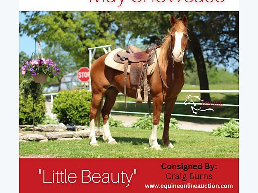 Fancy Pony Safe FOR Anyone