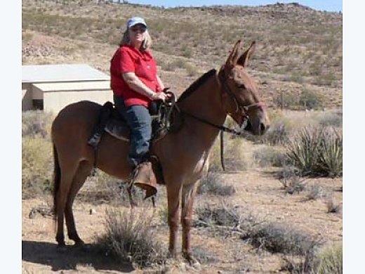 Paso Fino/Molly Mule