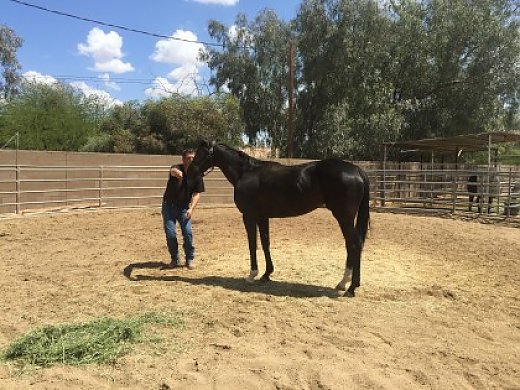 Super Nice Black Thoroughbred Filly