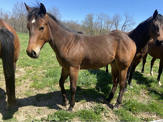 AQHA Barrel Prospect Yearling