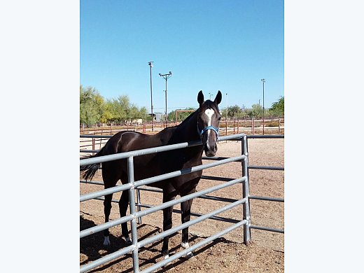 OTTB for Sale