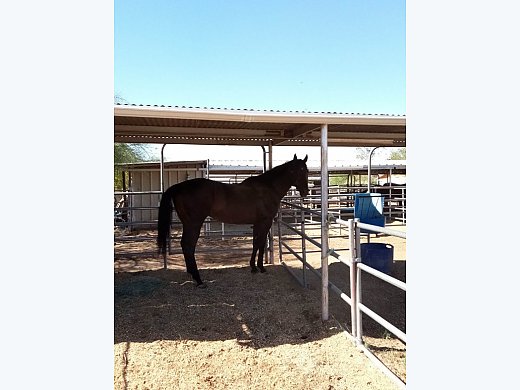 OTTB for Sale