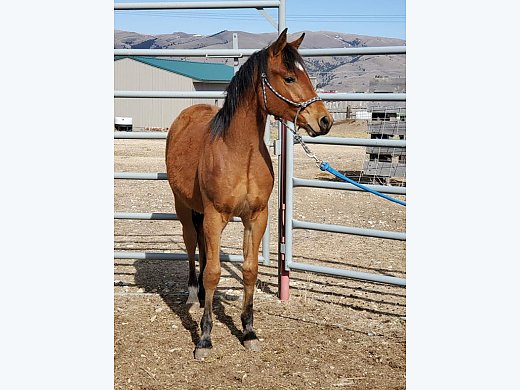 Half Arab/QH Gelding