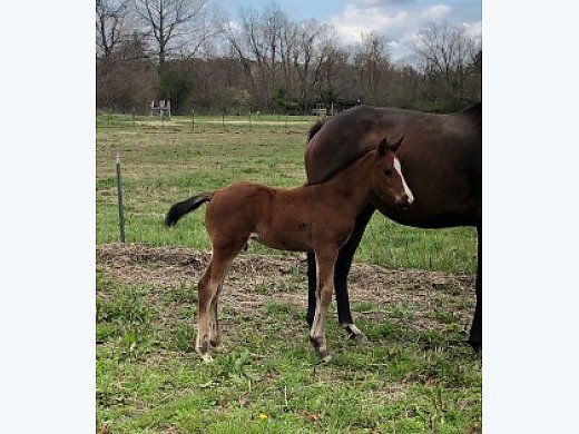 Bay Colt Weanling