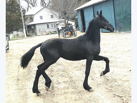 Friesian X Colt